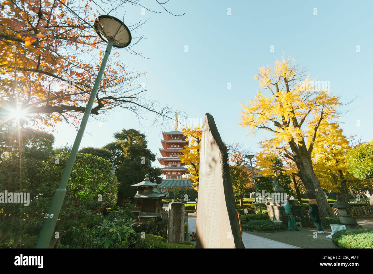Ginko trees in asakusa temple in Japan Stock Photo - Alamy