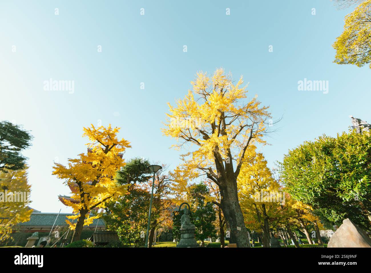 Ginko trees in asakusa temple in Japan Stock Photo - Alamy