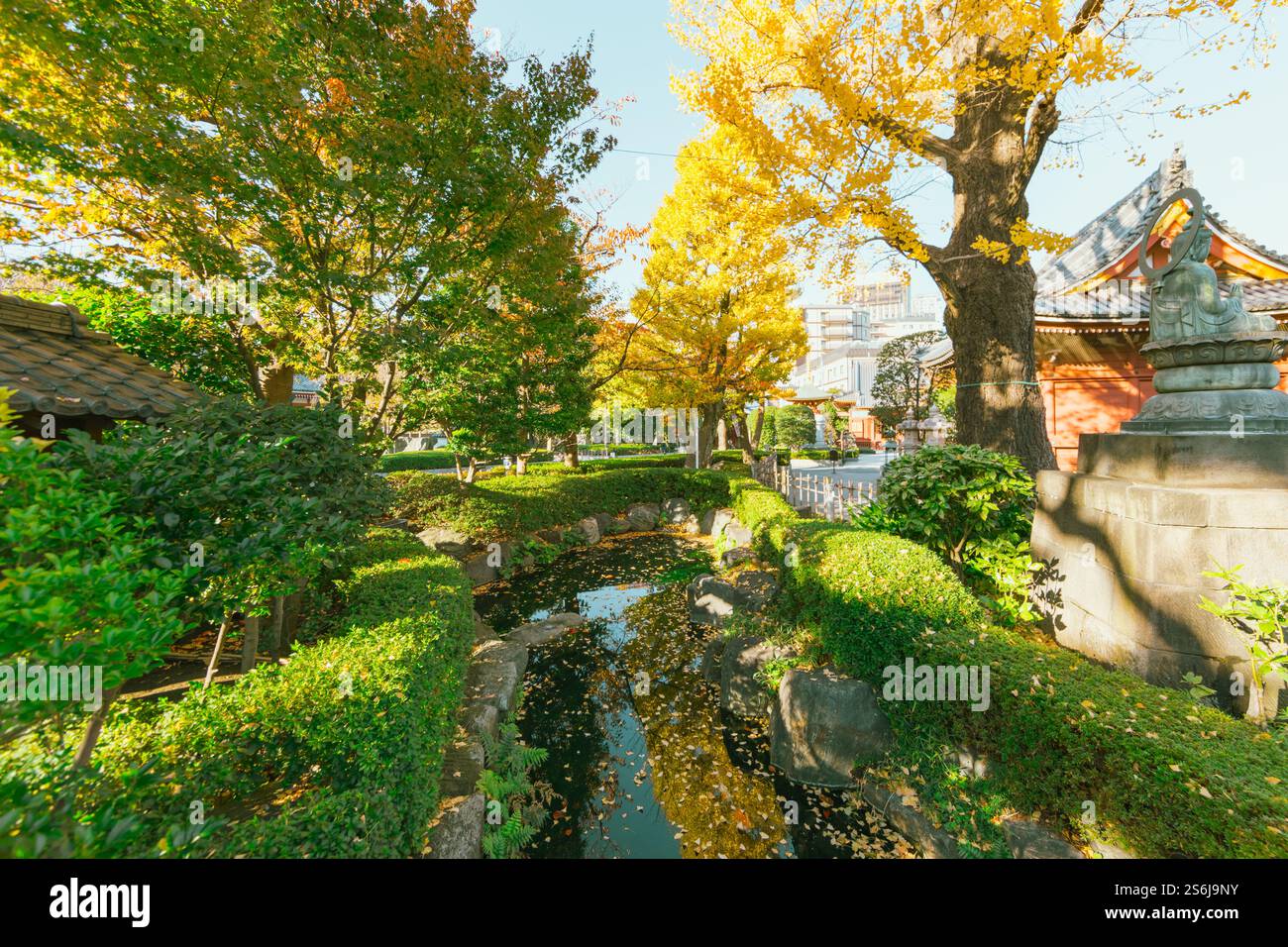 Ginko trees in asakusa temple in Japan Stock Photo - Alamy