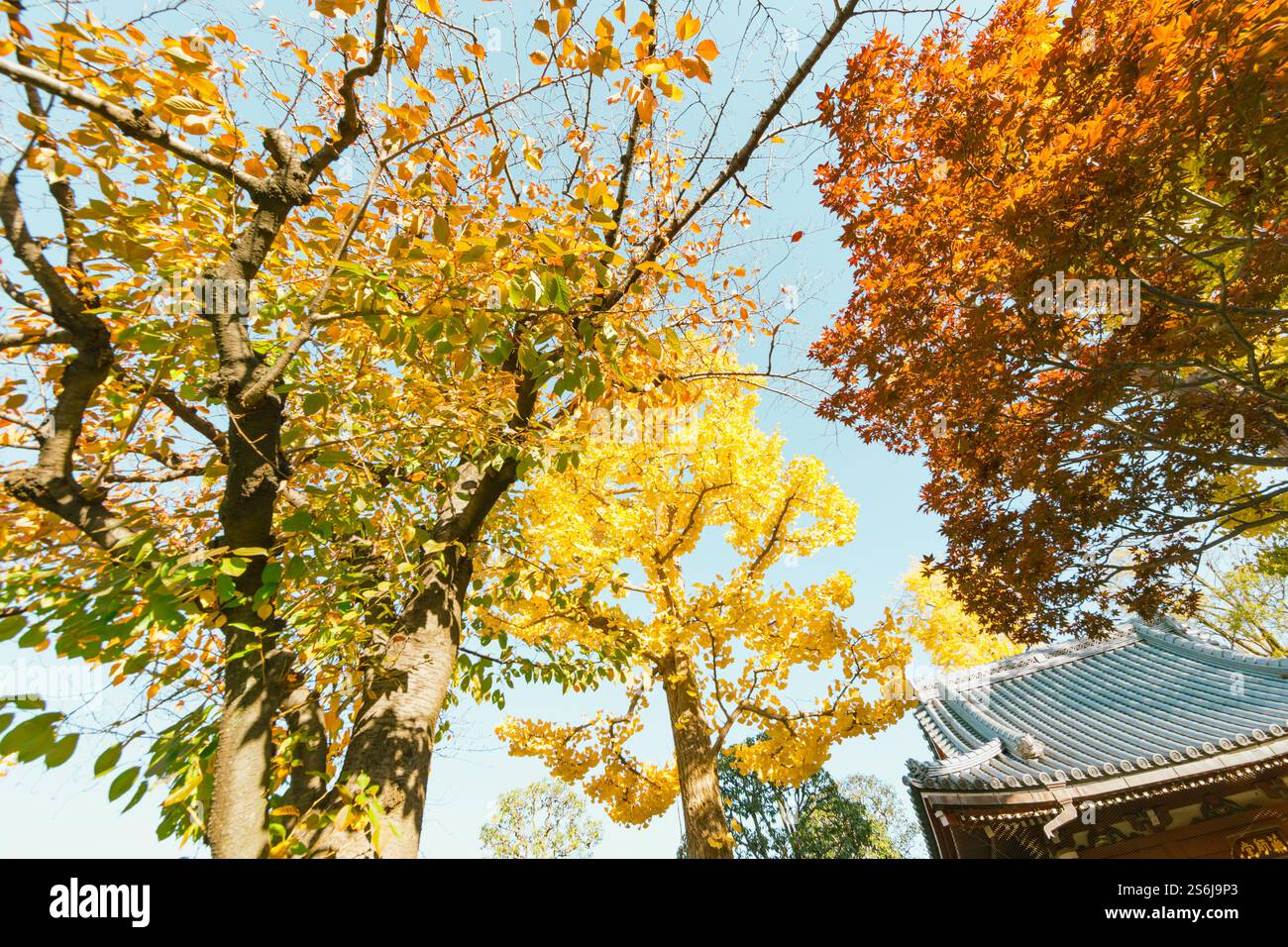 Ginko trees in asakusa temple in Japan Stock Photo - Alamy