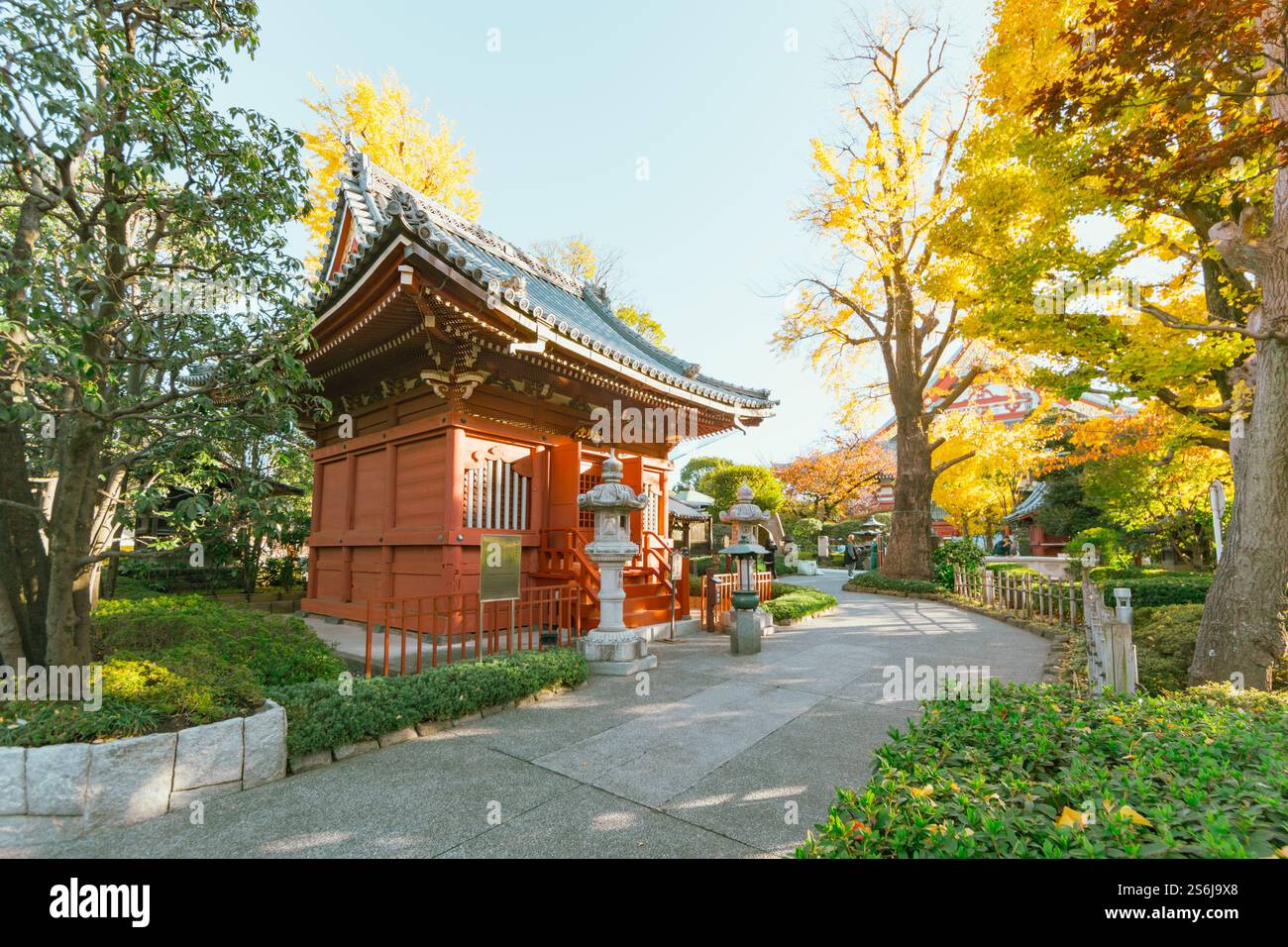 Ginko trees in asakusa temple in Japan Stock Photo - Alamy