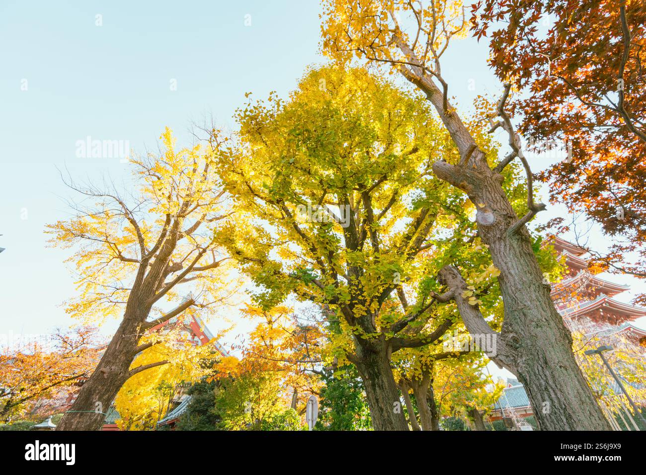 Ginko trees in asakusa temple in Japan Stock Photo - Alamy