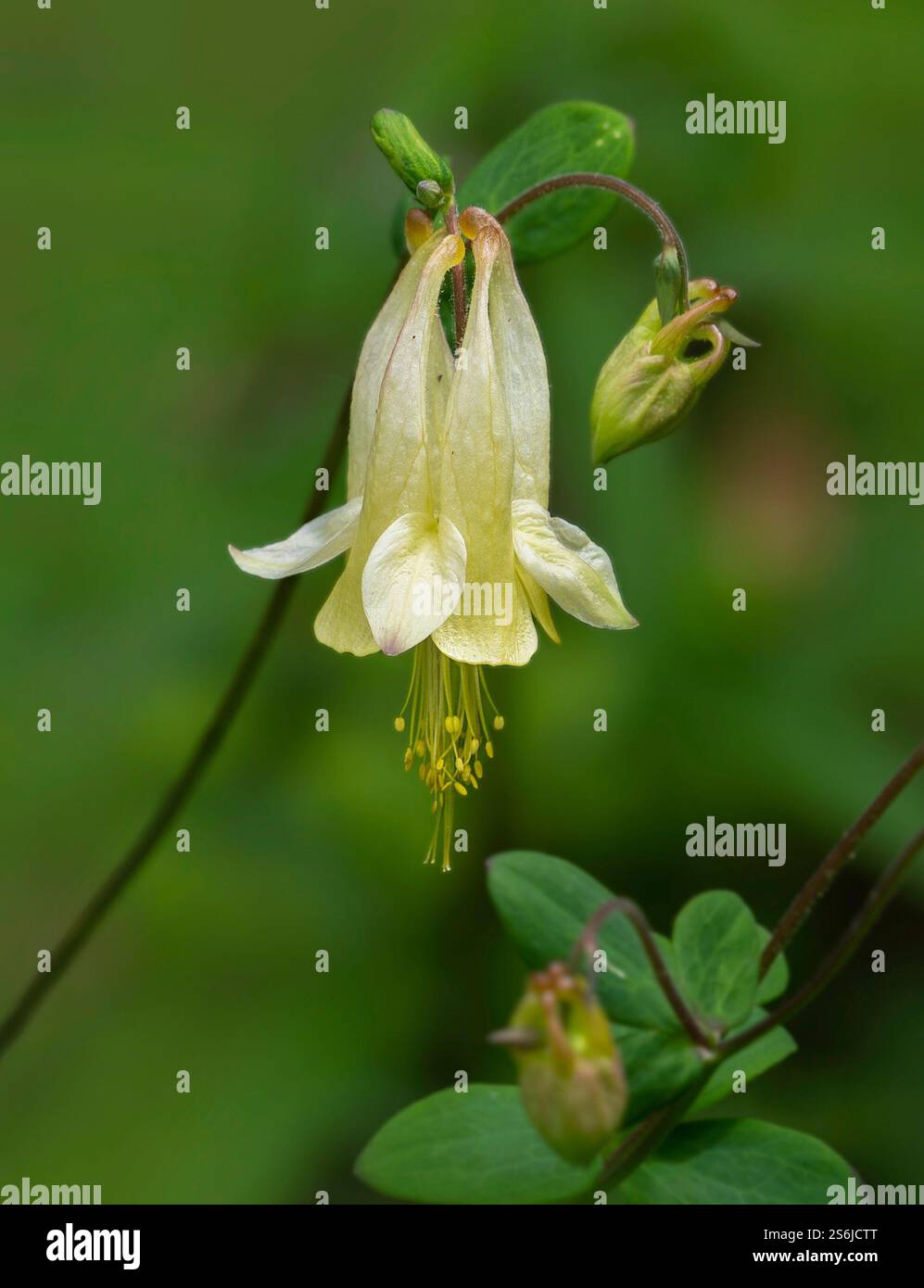American columbine cultivar hi-res stock photography and images - Alamy