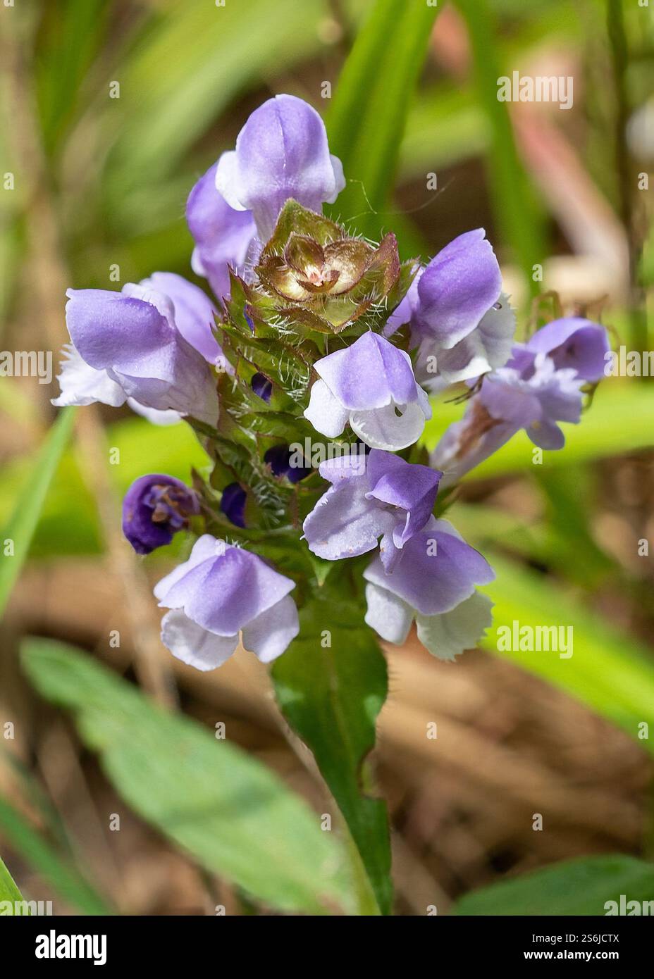 Closeup of the flowers of native Prunella vulgaris ssp. lanceolata ...
