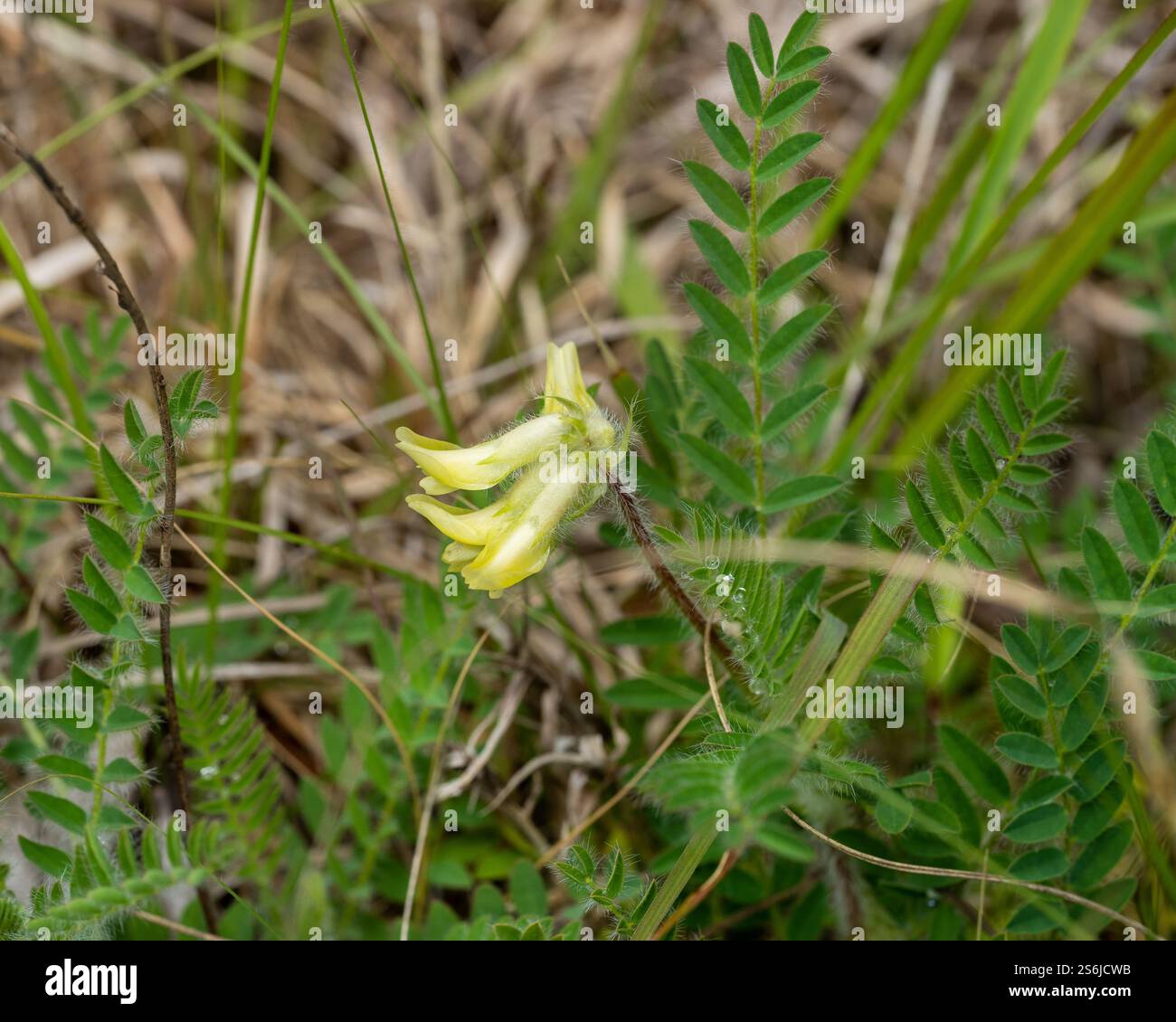 Tennessee Milkvetch, Astragalus tennesseensis. Pale yellow flowers and ...