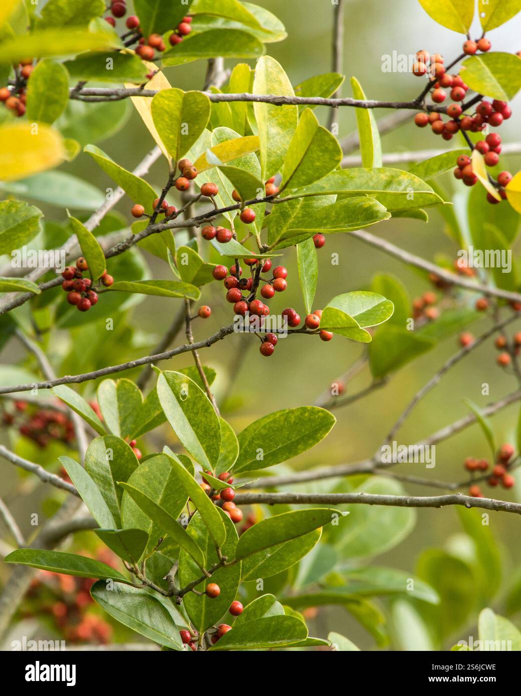 Dahoon Holly tree, Ilex cassine. A close-up of the branches, leaves ...