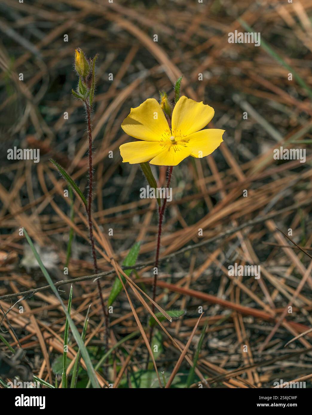 Crocanthemum carolinianum hi-res stock photography and images - Alamy