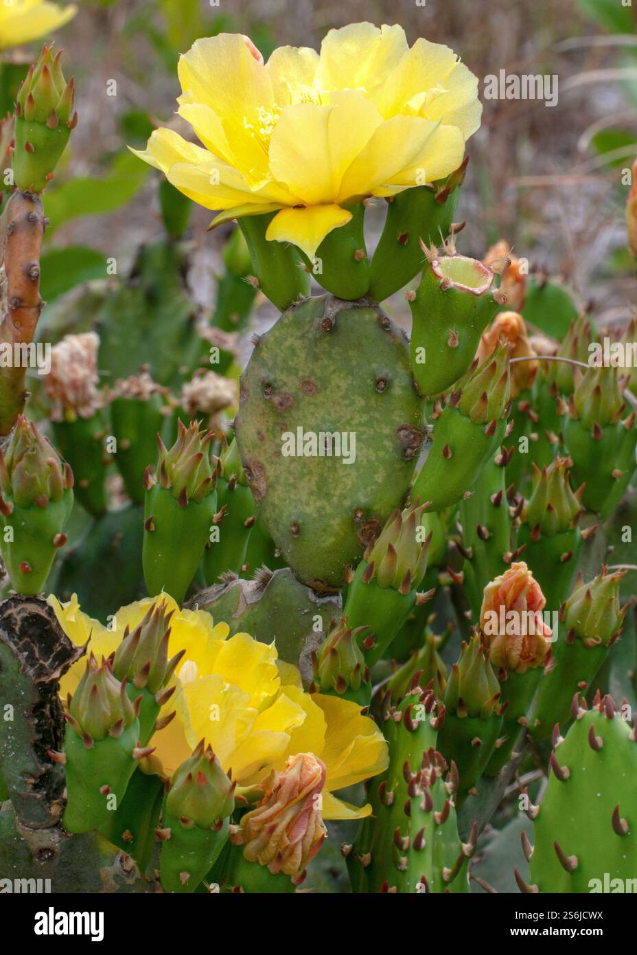 Flowering Opuntia humifusa, eastern prickly pear cactus. Close-up of ...