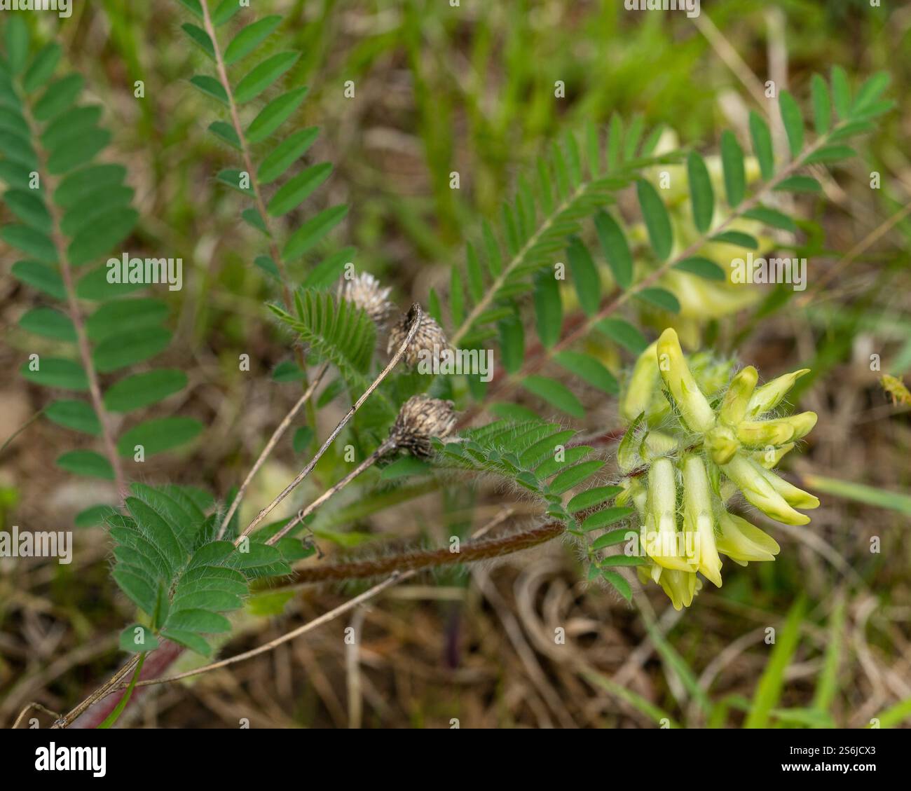 Tennessee Milkvetch, Astragalus tennesseensis. Pale yellow flowers and ...