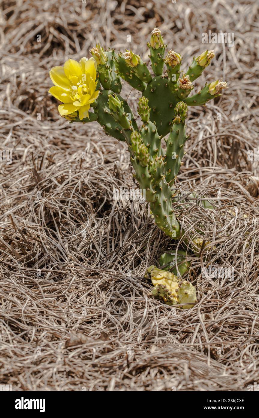 Opuntia humifusa, eastern prickly pear cactus. The entire plant ...