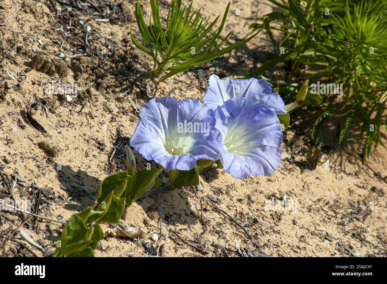Bonamia grandiflora hi-res stock photography and images - Alamy