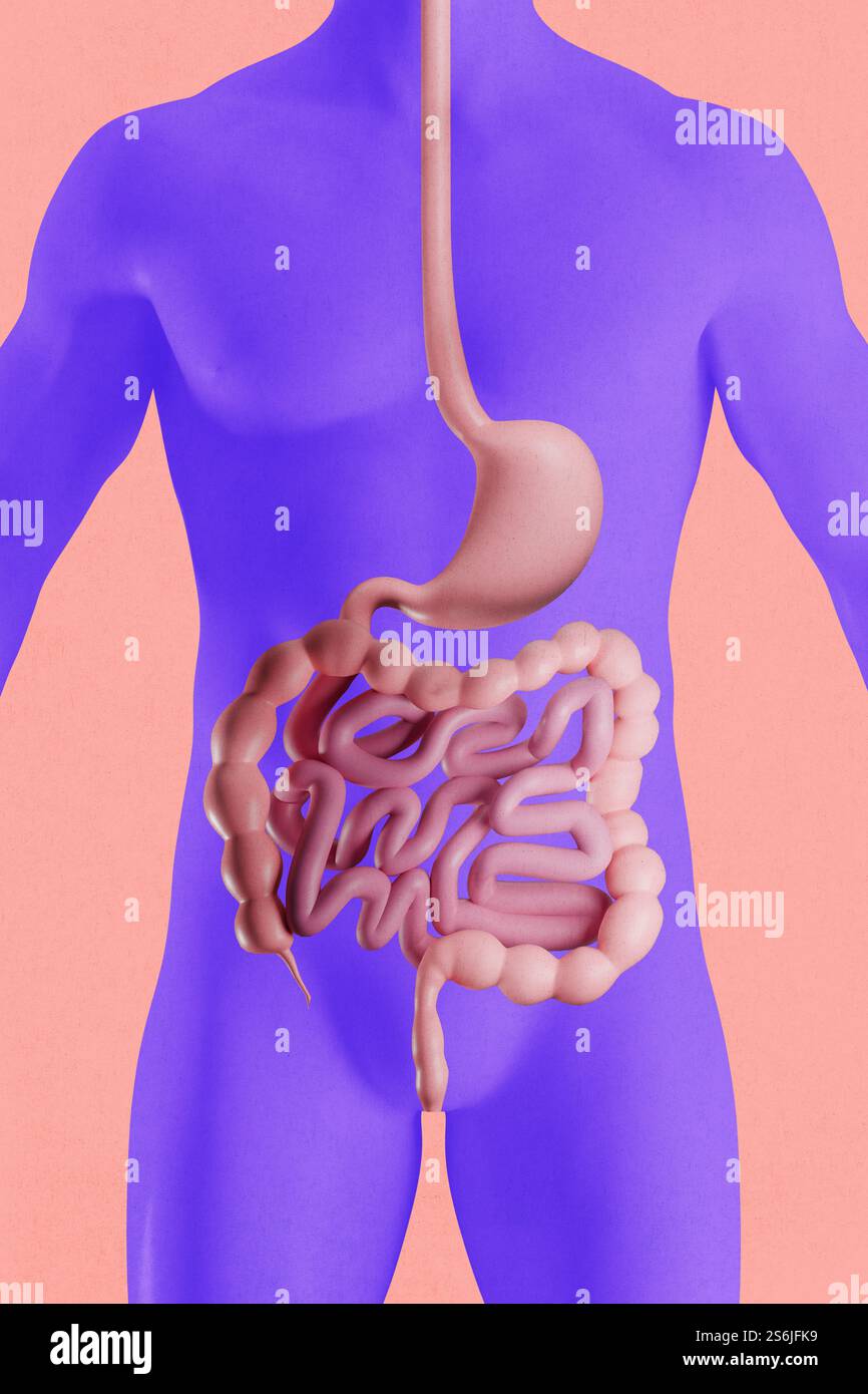 Abstract anatomy illustration of human digestive system in vibrant ...
