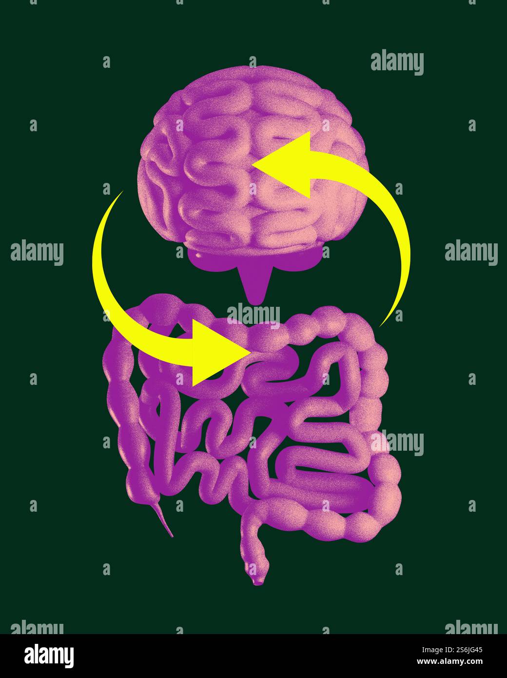 Abstract depiction of brain and intestines with arrows illustrating ...