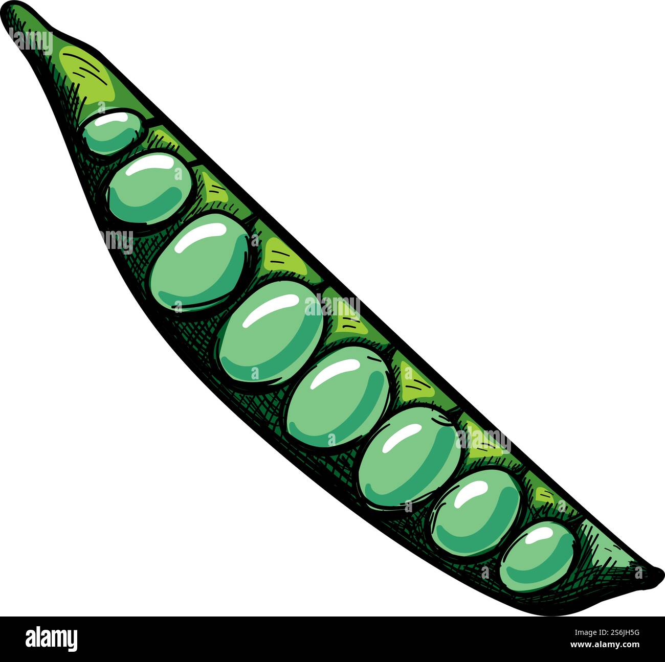 Pea Icon. Hand Drawn Sketch Design. Vector Illustration Stock Vector ...