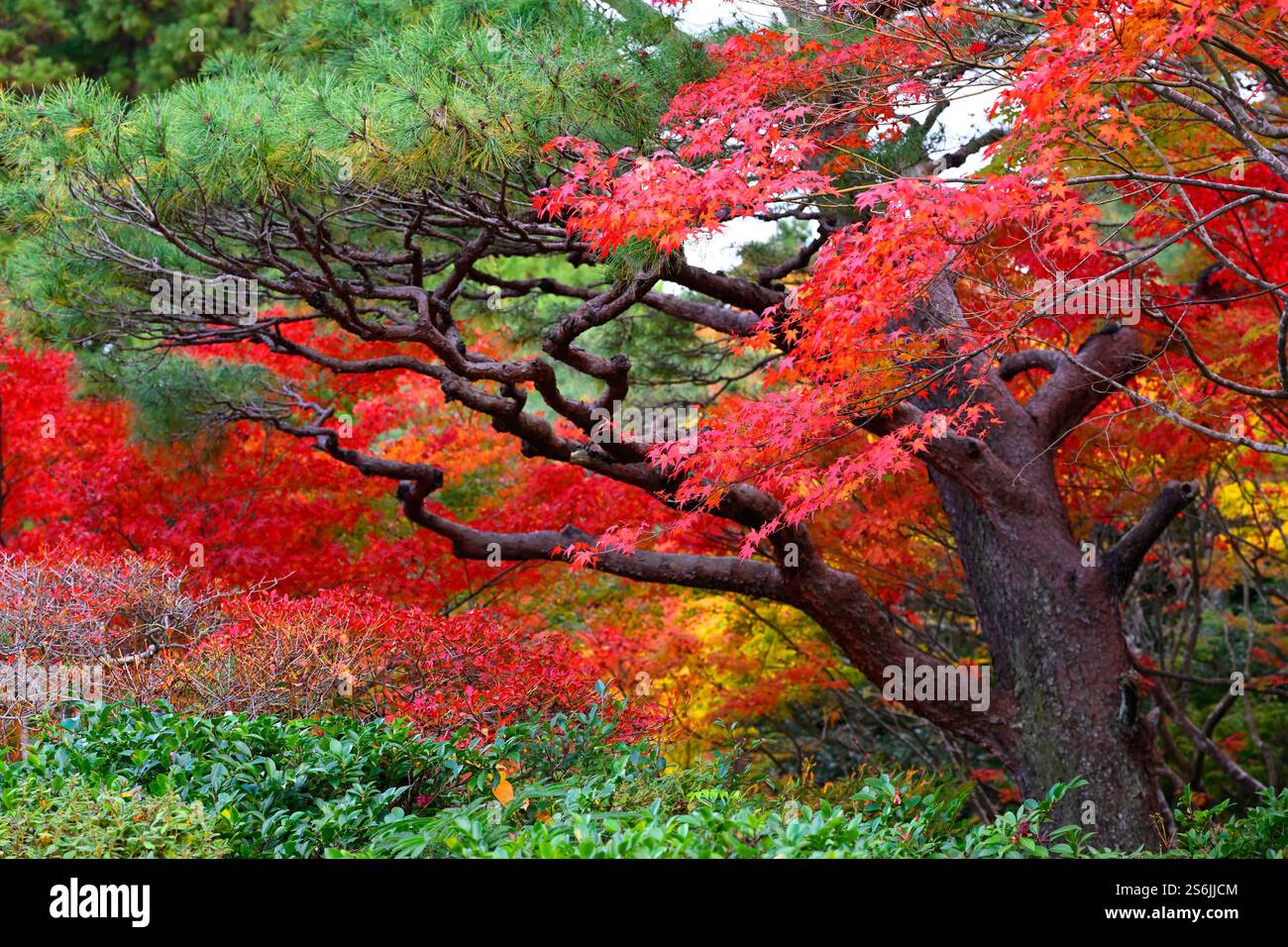 Okochi Sanso garden,Arashiyama,Kyoto,Japan Stock Photo - Alamy