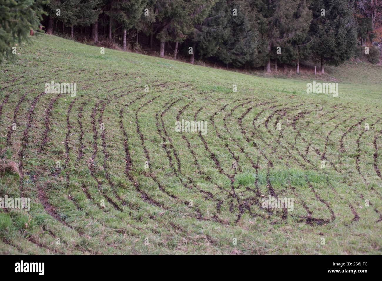 stable manure from animals as fertilizer in farming and livestock ...