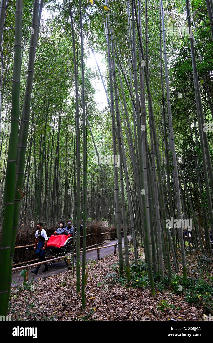 Japan,Honshu island, Kansai region, Kyoto, Arashiyama Sagana, a bamboo ...