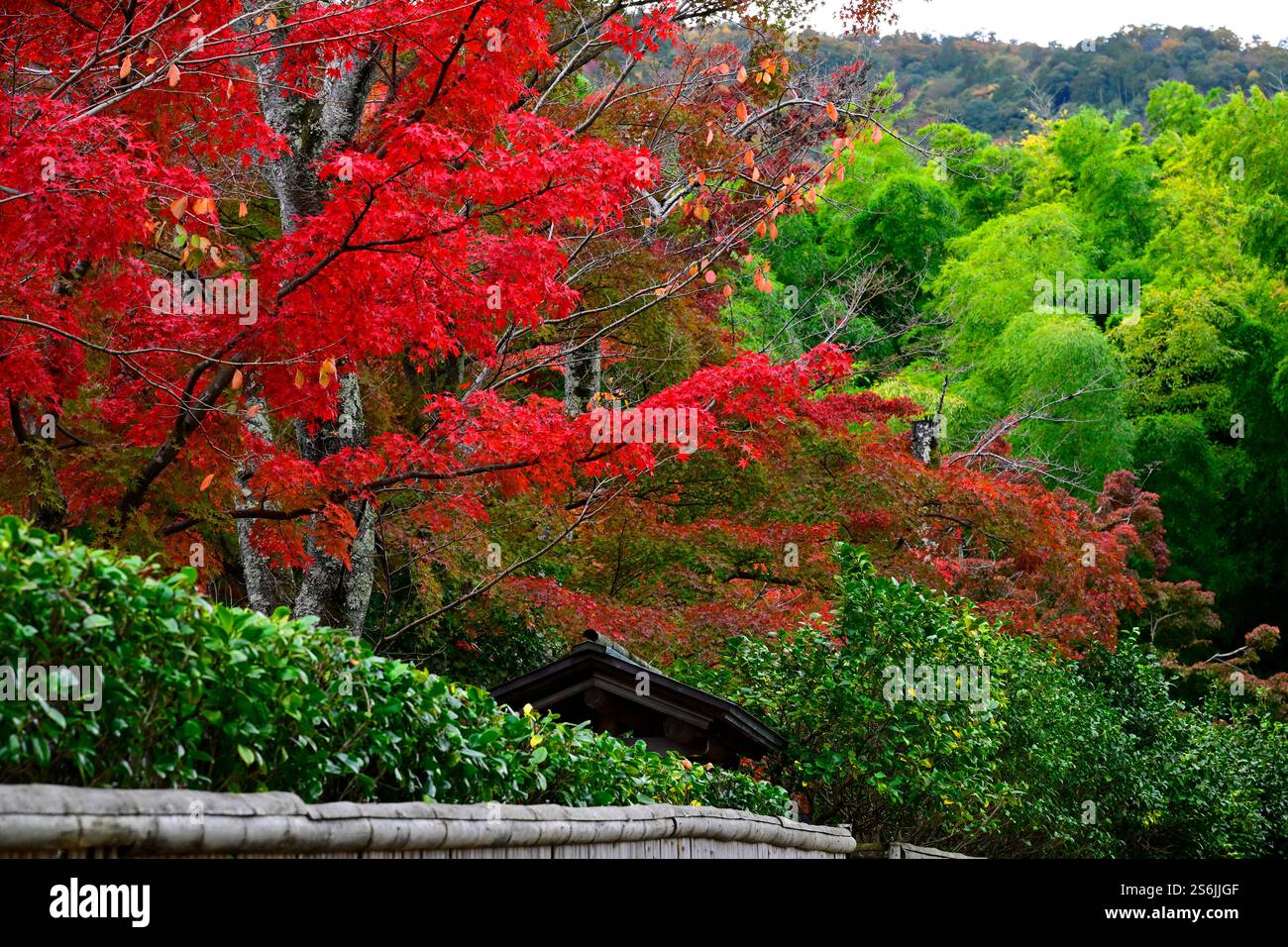 okochi Sanso garden,Arashiyama,Kyoto,Japan Stock Photo - Alamy
