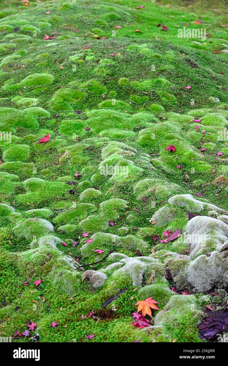 Saiho-ji zen temple,Koke-dera,the Moss Temple, Kyoto, Japan Stock Photo ...