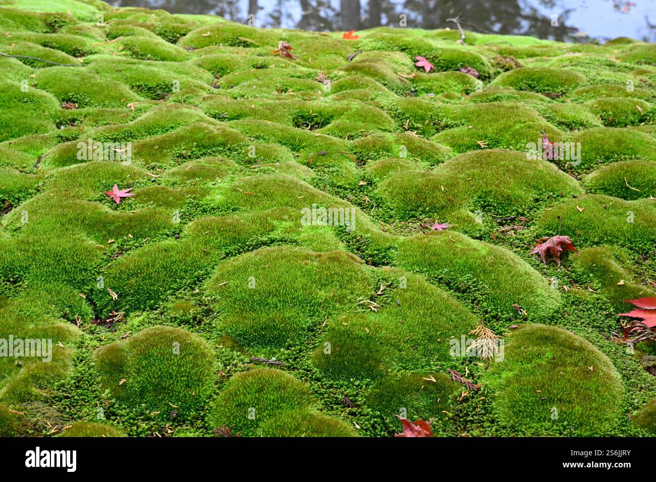Saiho-ji zen temple,Koke-dera,the Moss Temple, Kyoto, Japan Stock Photo ...