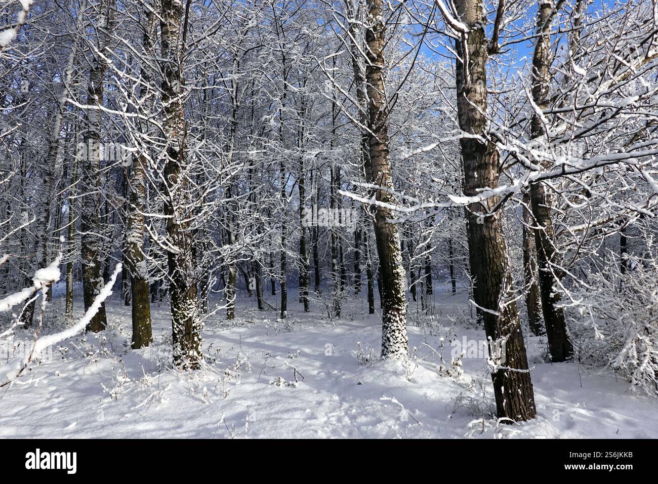 Beautiful landscape with snowy trees in winter forest fully covered by ...
