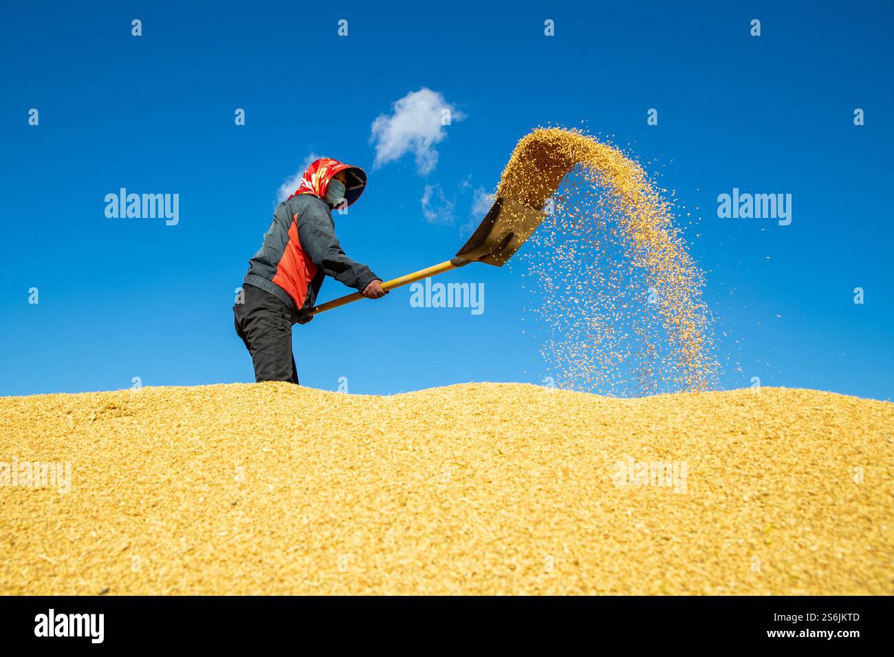 Beijing, China. 12th Oct, 2024. A farmer works amid rice piles at a ...