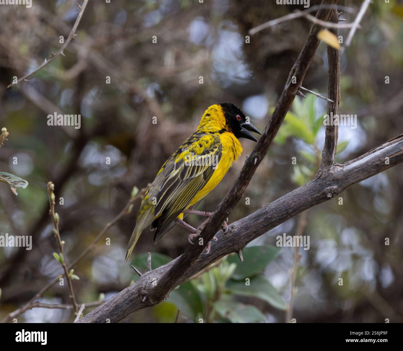 Spotted backed weaver hi-res stock photography and images - Alamy