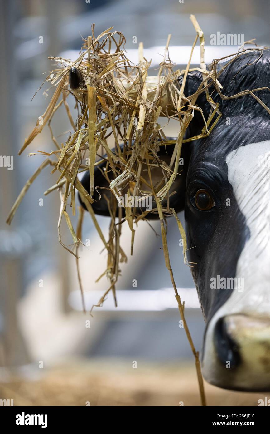 Berlin, Germany. 17th Jan, 2025. A dummy cow stands in an enclosure in ...