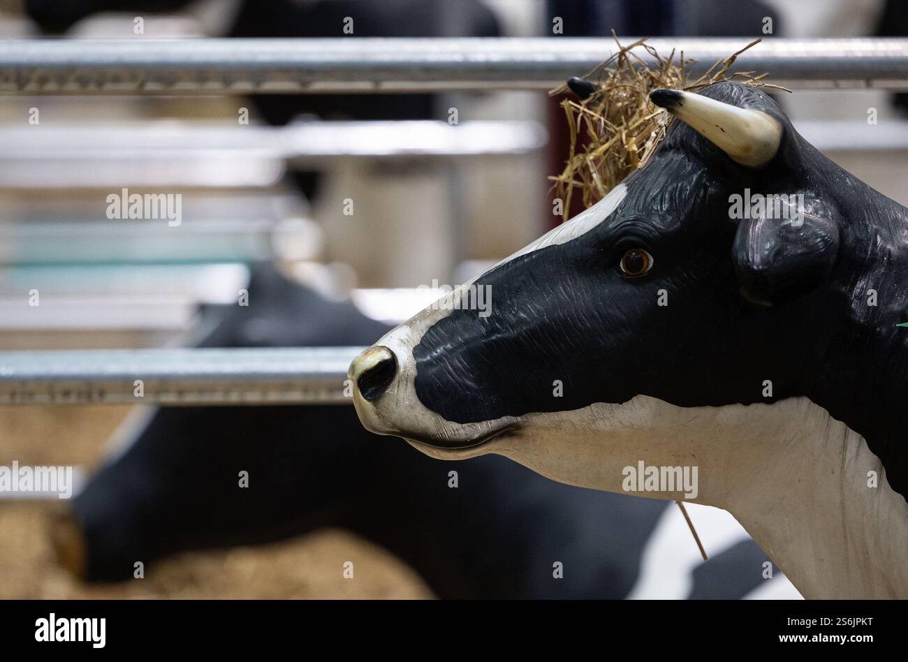 Berlin, Germany. 17th Jan, 2025. Dummy cows in an enclosure in the ...
