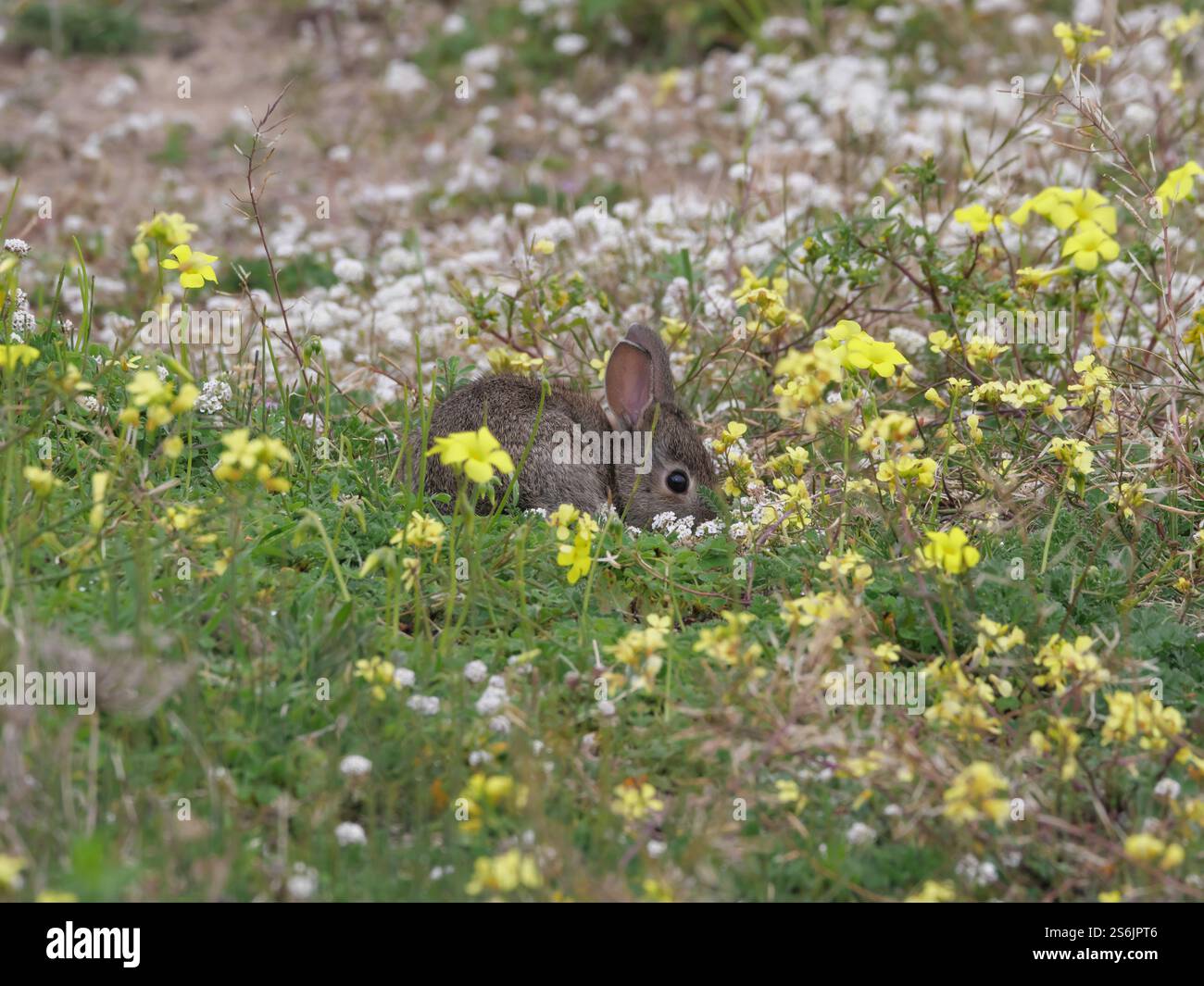 Small cute wild rabbit Oryctolagus cuniculus in the beach vegetation of ...