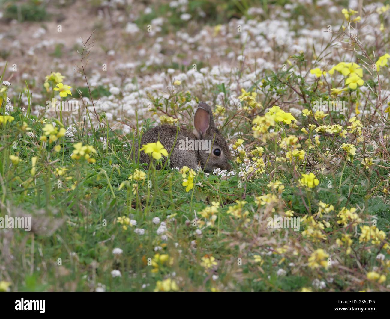 Small cute wild rabbit Oryctolagus cuniculus in the beach vegetation of ...