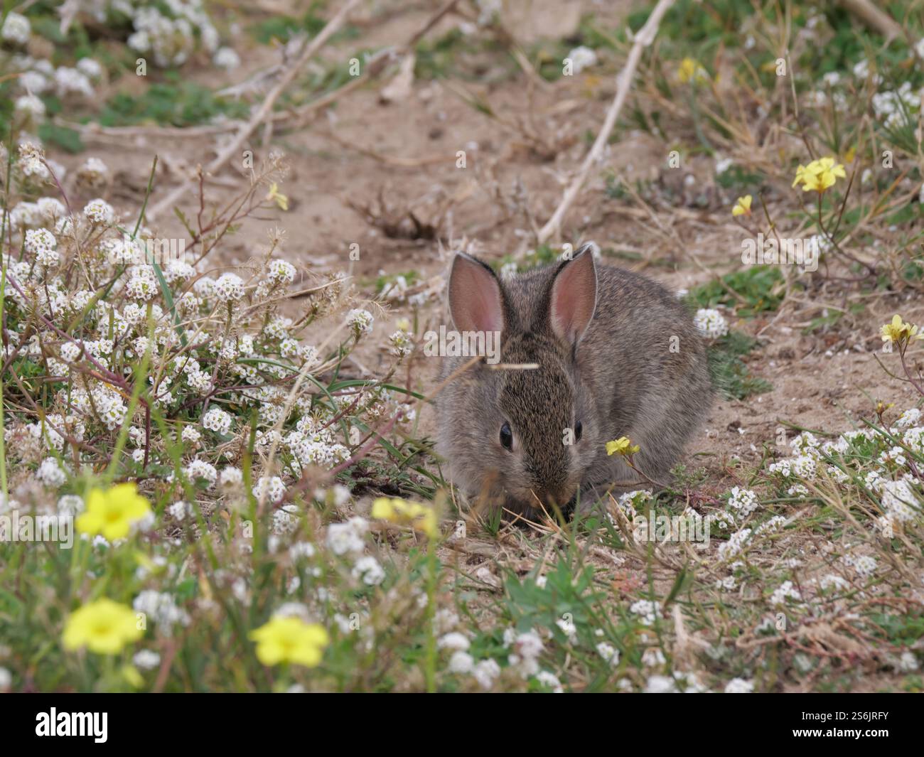 Small cute wild rabbit Oryctolagus cuniculus in the beach vegetation of ...