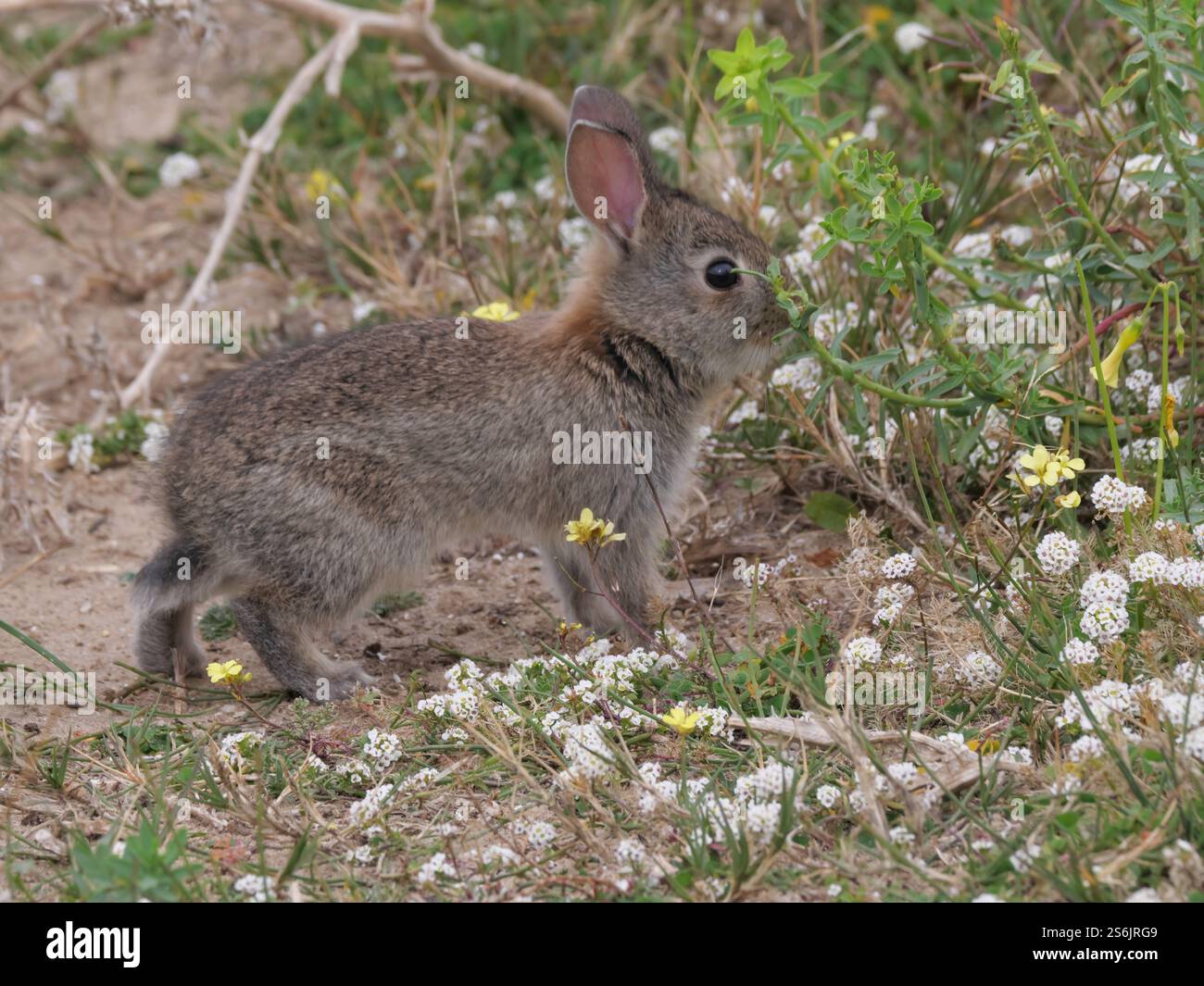 Small cute wild rabbit Oryctolagus cuniculus in the beach vegetation of ...