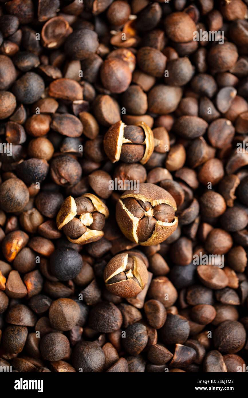 Traditional Chinese Camellia oleifera seeds Stock Photo - Alamy