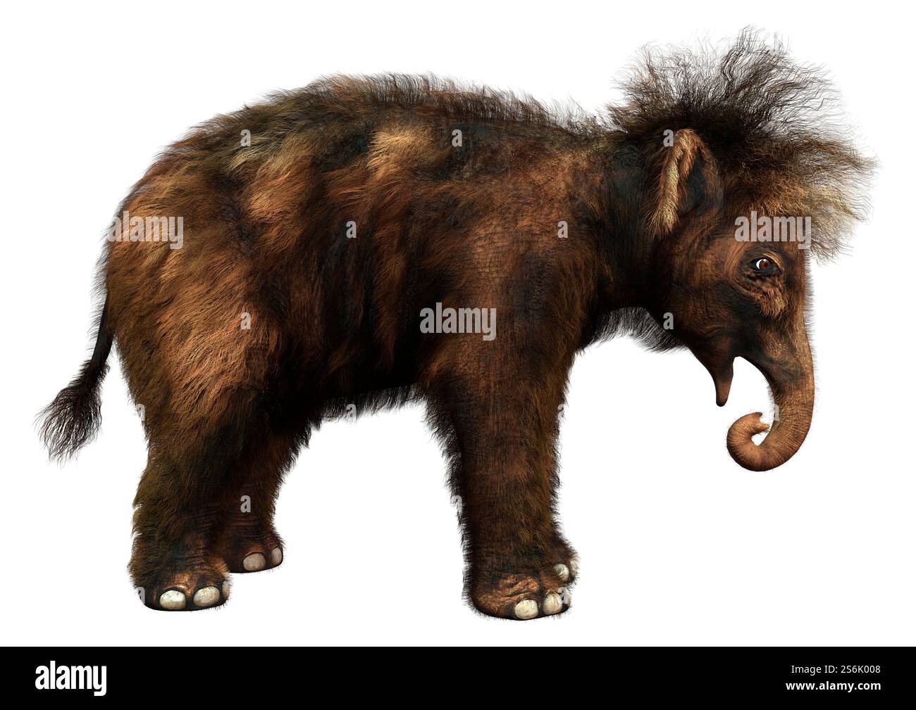 3D rendering of a woolly mammoth baby isolated on white background ...