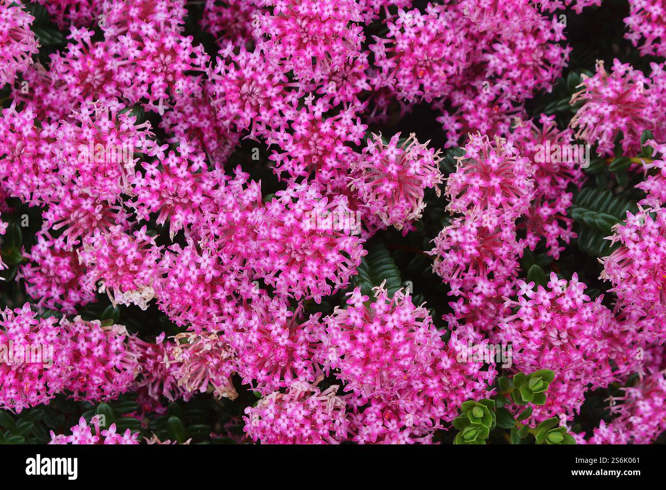 Close up rice flower (Pimelea ferruginea) blossoms native to Western ...