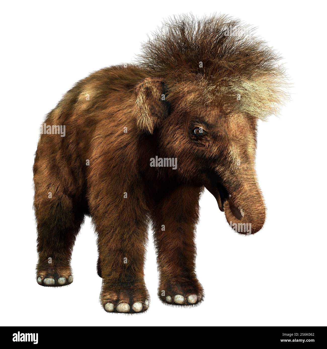 3D rendering of a woolly mammoth baby isolated on white background ...