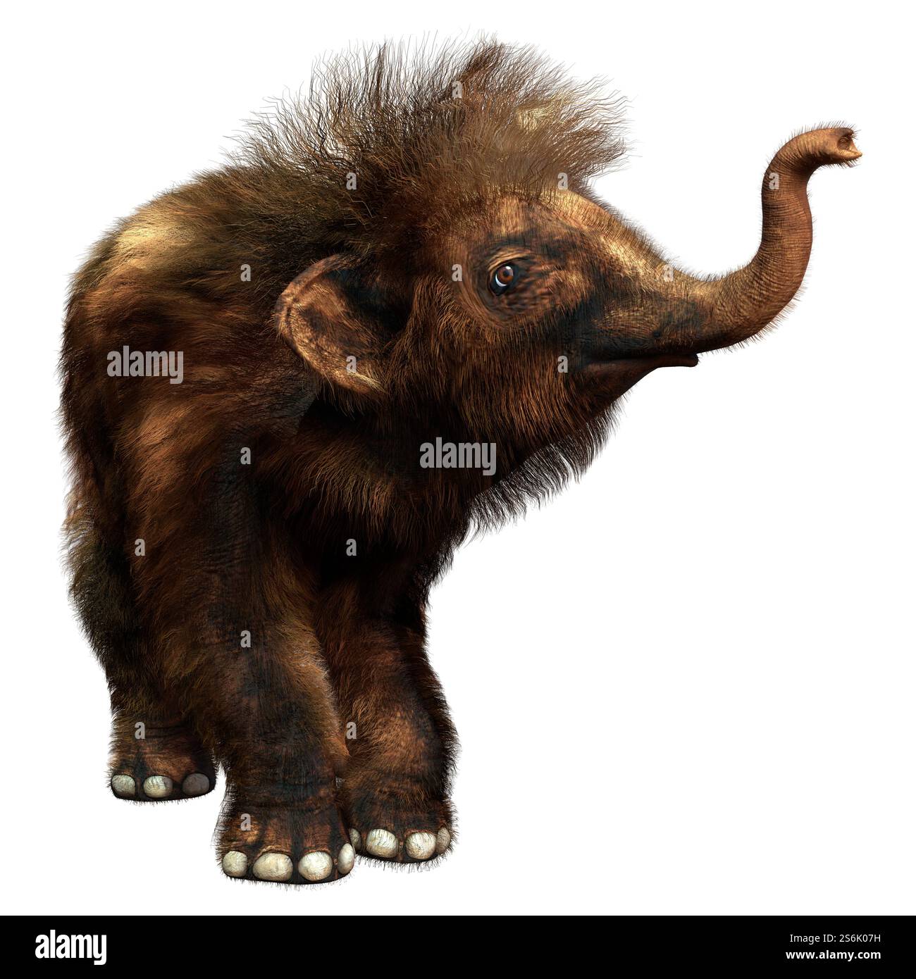 3D rendering of a woolly mammoth baby isolated on white background ...