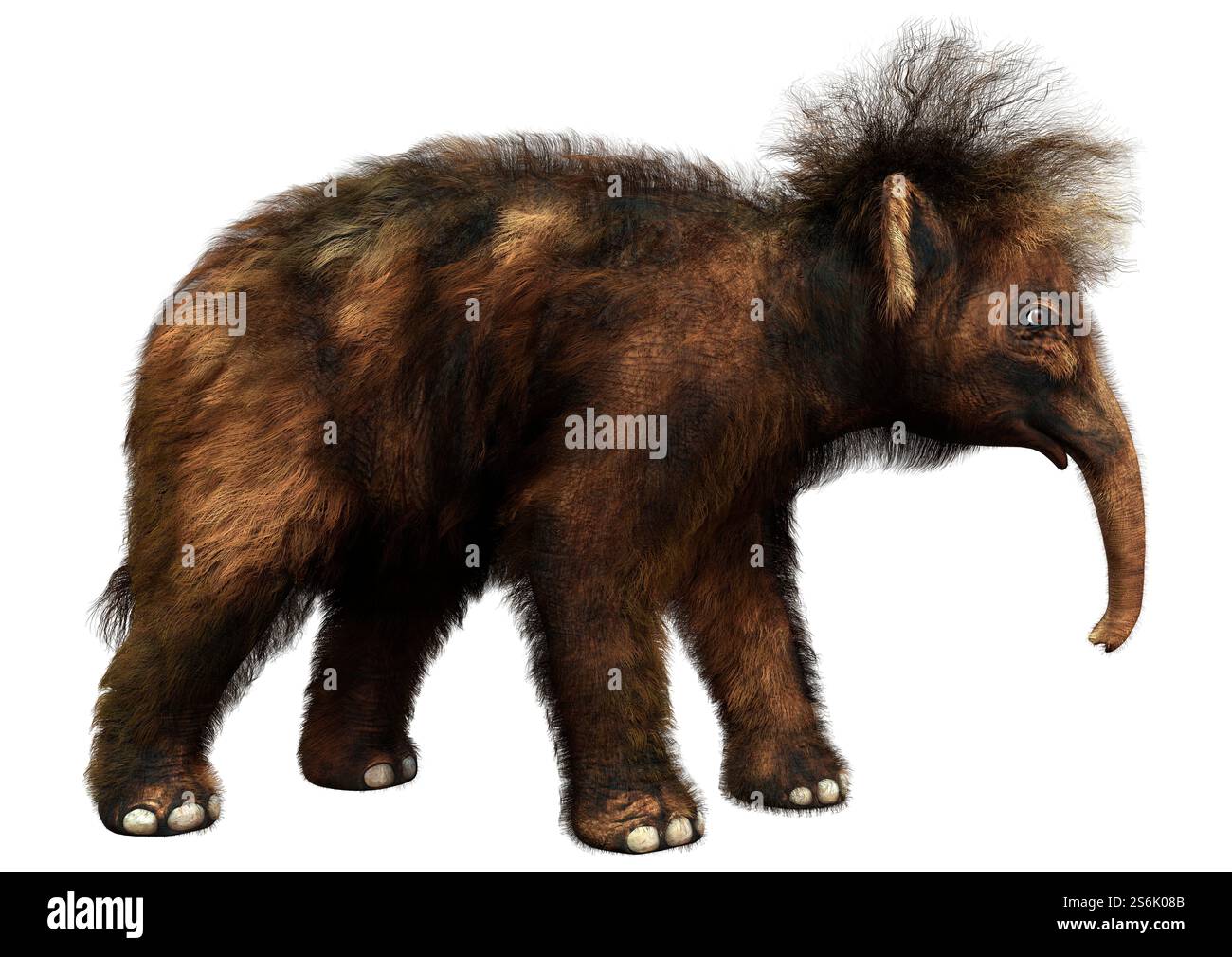 3D rendering of a woolly mammoth baby isolated on white background ...