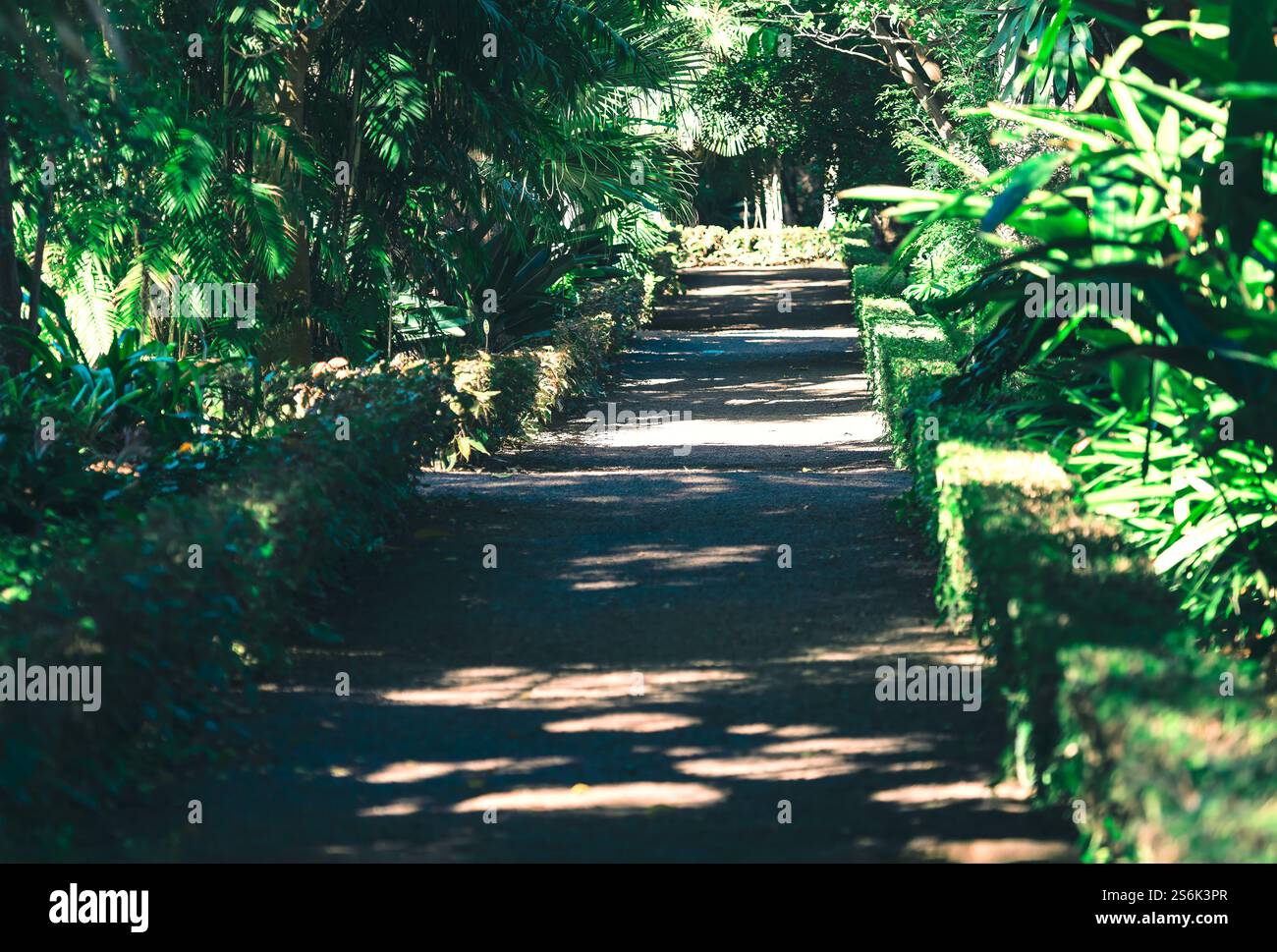 Shaded pathway surrounded by lush green vegetation, including various ...