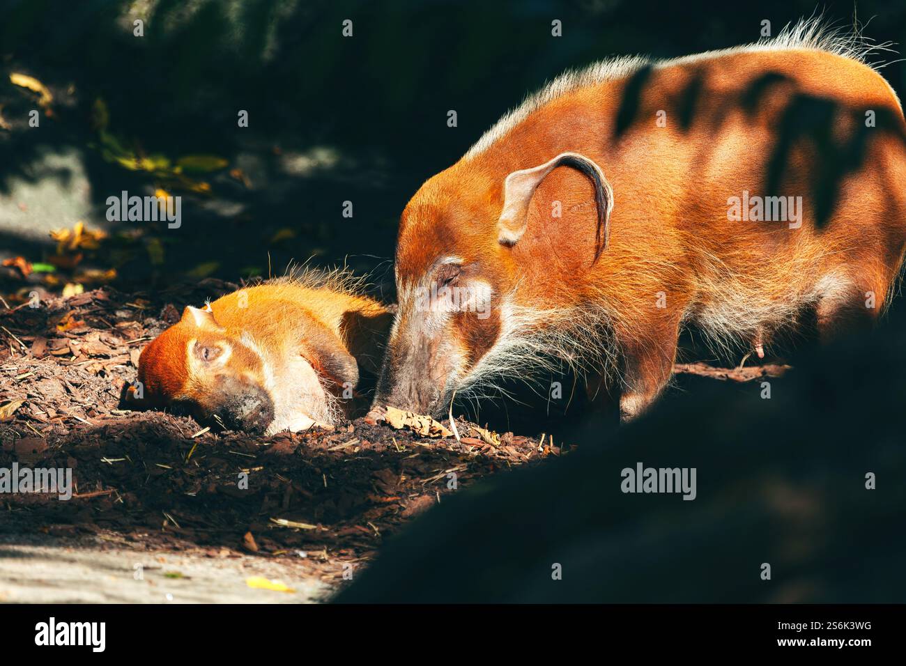 Two red river hogs with their vibrant orange fur and distinctive facial ...