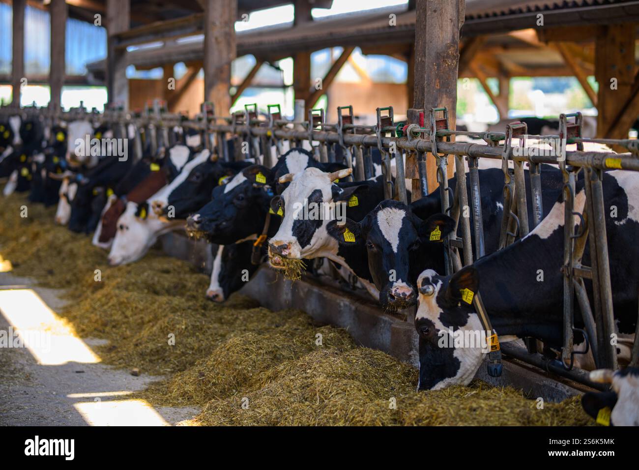 Cows at milk farm. Cow factory. Agriculture industry, farming, people ...