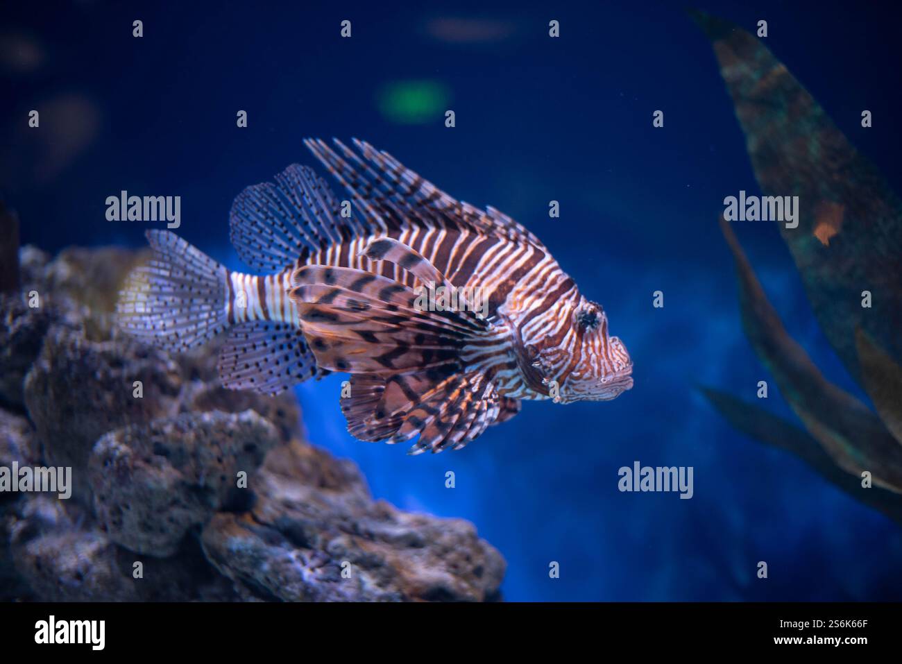 Antenna lionfish close-up. Pterois antennata in an aquarium Stock Photo ...