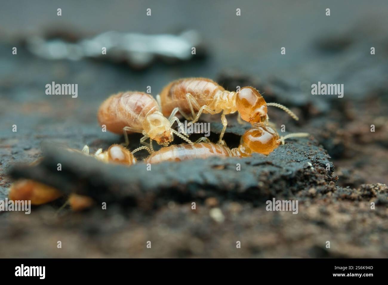 Termite colony on the rotten wood Stock Photo - Alamy