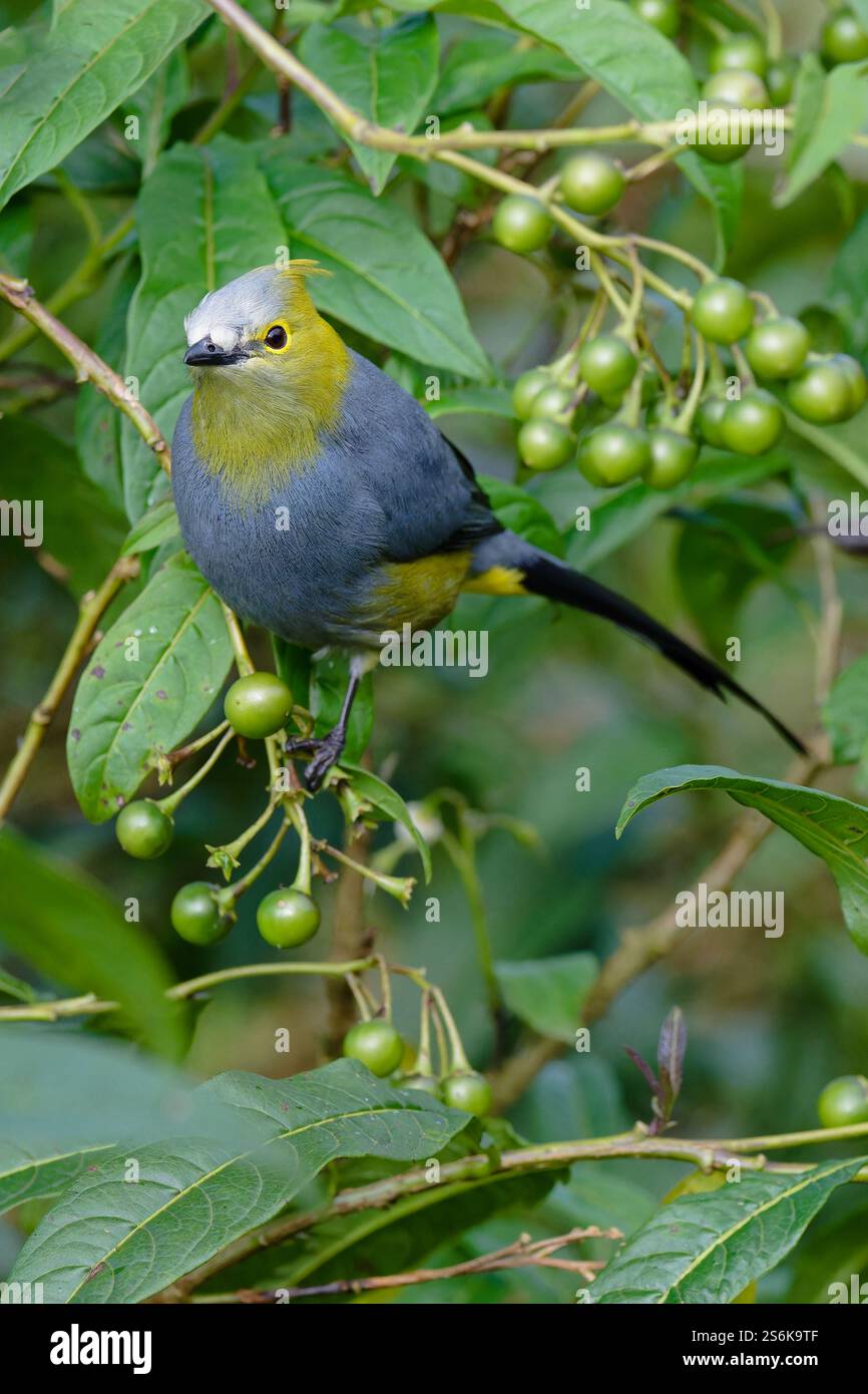 Long-tailed Silky-flycatcher, Ptiliogonys caudatus feeding on Twoleaf ...