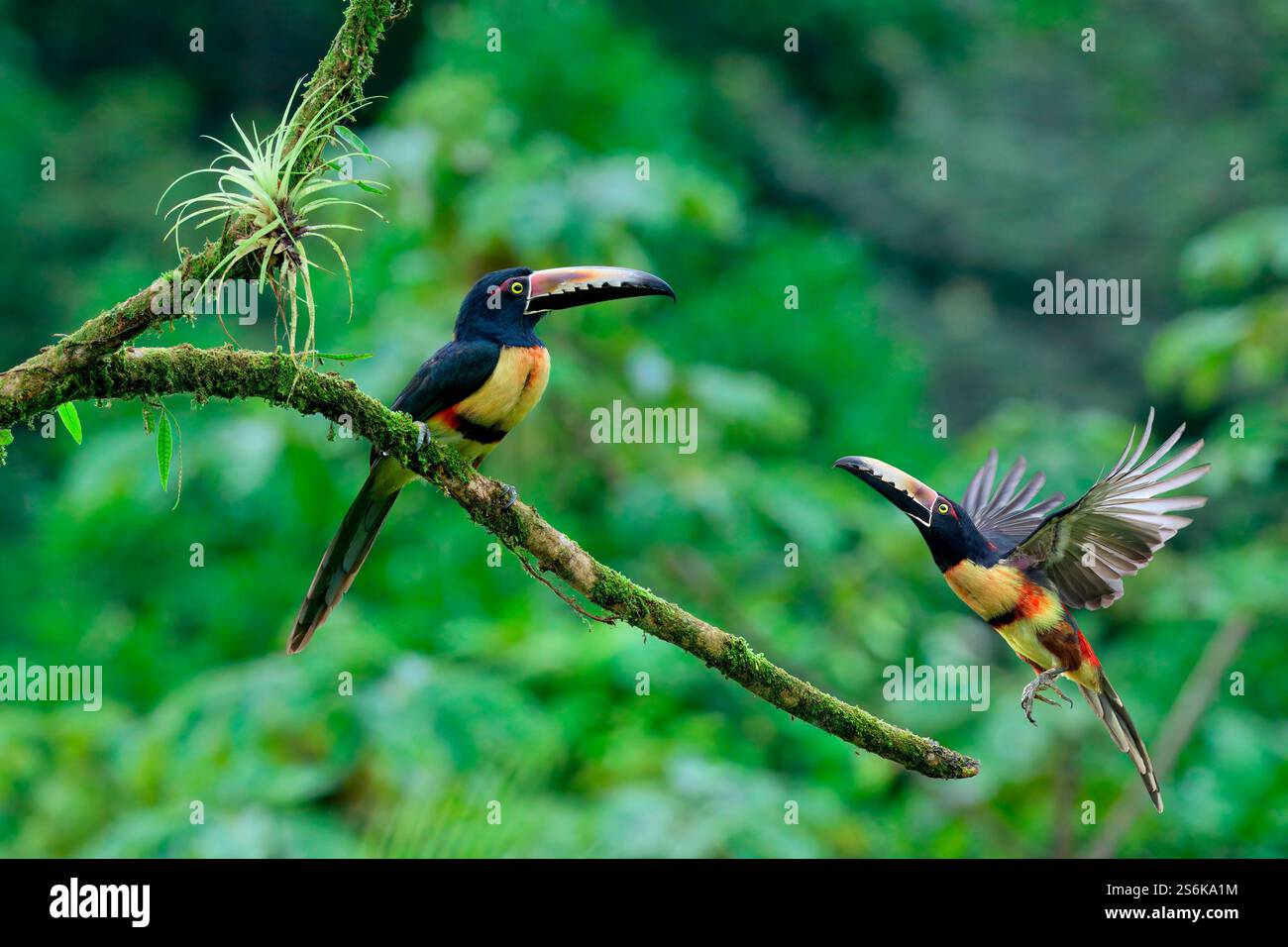 Two Collared aracaris (Pteroglossus torquatus), one in flight, Costa ...