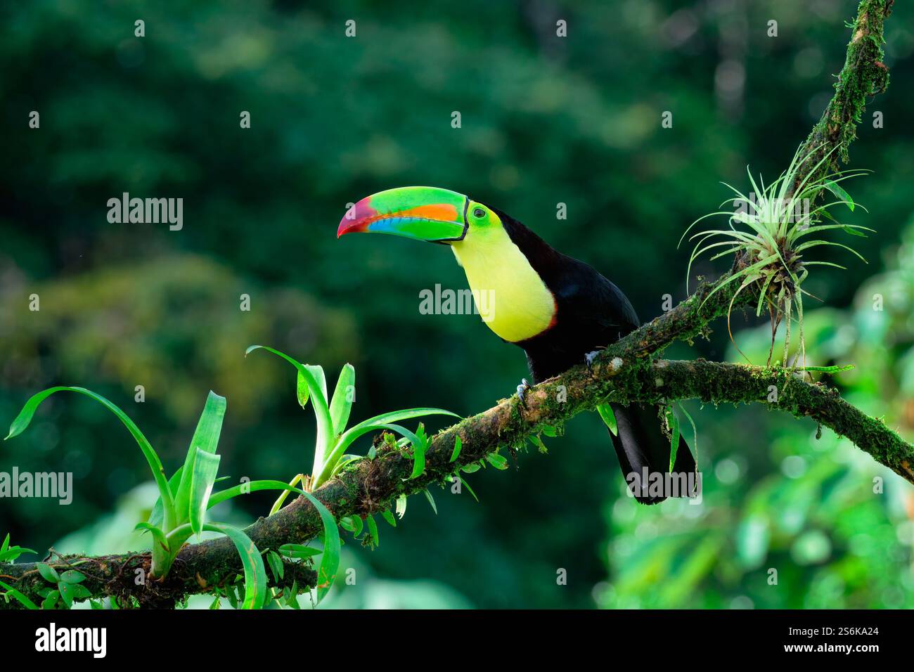 Wild toucan bird animal hi-res stock photography and images - Alamy
