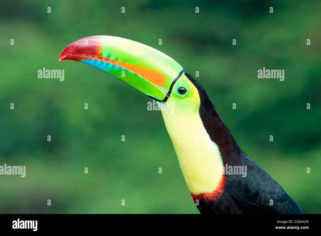 Wild toucan bird animal hi-res stock photography and images - Alamy