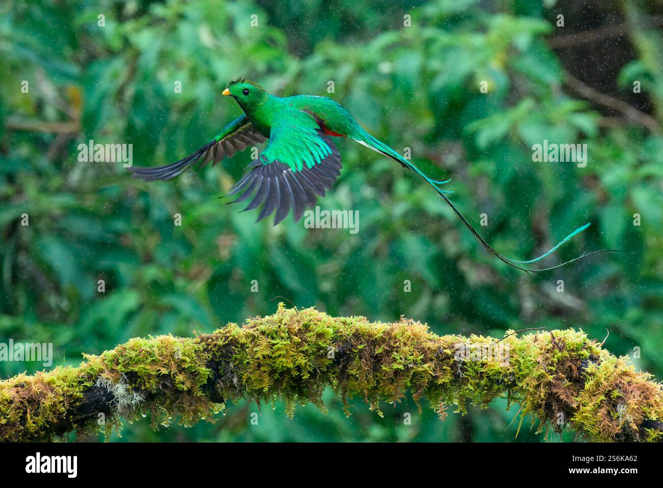 Male Resplendent quetzal (Pharomachrus mocinno) in flight, Costa Rica ...