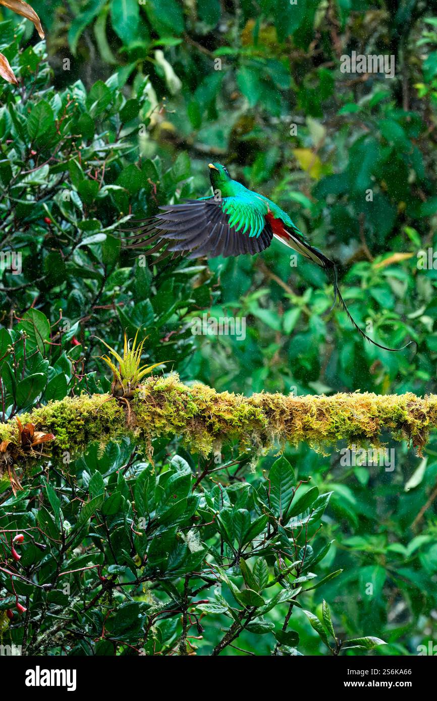 Male Resplendent quetzal (Pharomachrus mocinno) in flight, Costa Rica ...